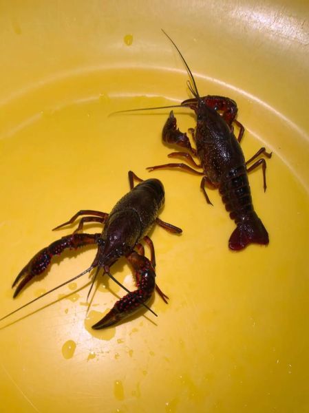 蒜泥小龙虾怎么做_蒜泥小龙虾做法视频教程-第1张图片-山城妙识