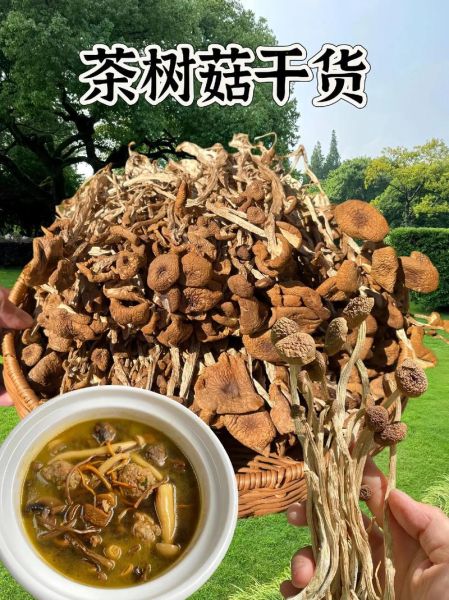 茶树菇有什么副作用_茶树菇吃多了会怎样-第1张图片-山城妙识 茶树菇有什么副作用_茶树菇吃多了会怎样-第1张图片-山城妙识