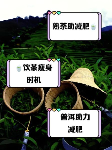 喝普洱茶能减肥吗_普洱茶的功效与作用有哪些-第2张图片-山城妙识