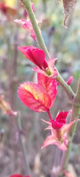 酱鸡爪子怎么做_酱鸡爪子怎么入味-第1张图片-山城妙识