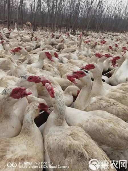 红嘴鸭图片大全_红嘴鸭长什么样-第3张图片-山城妙识