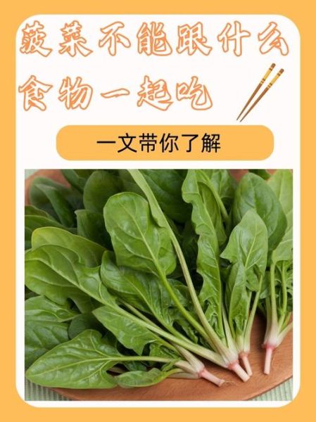 菠菜不能和什么一起吃_菠菜与哪些食物相克-第3张图片-山城妙识