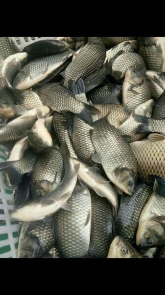 青鱼10斤以上多少钱_青鱼10斤以上价格行情-第1张图片-山城妙识