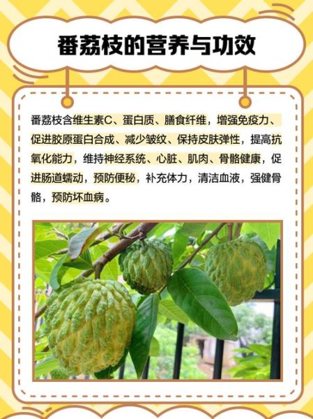 番荔枝的功效与作用_番荔枝怎么吃最好-第1张图片-山城妙识 番荔枝的功效与作用_番荔枝怎么吃最好-第1张图片-山城妙识