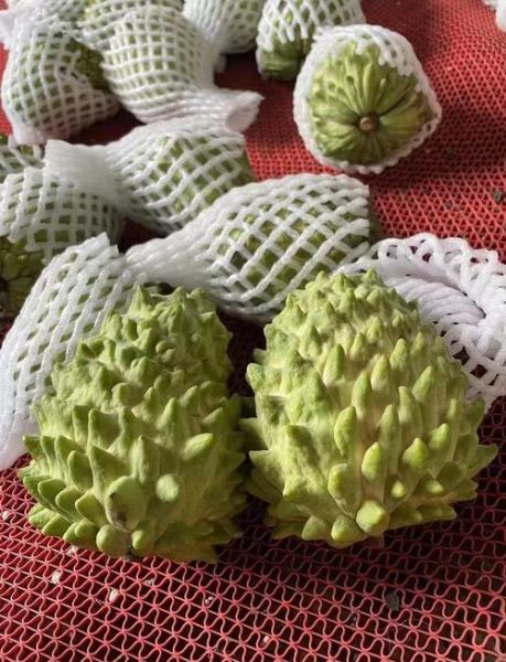 番荔枝的功效与作用_番荔枝怎么吃最好-第2张图片-山城妙识 番荔枝的功效与作用_番荔枝怎么吃最好-第2张图片-山城妙识