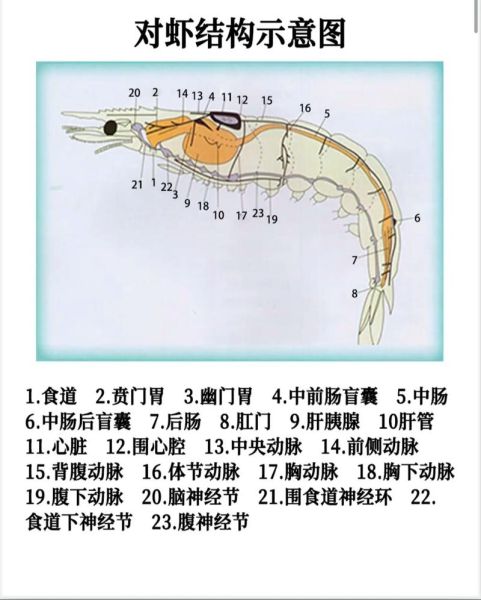 南美对虾养殖技术_南美对虾养殖常见问题-第2张图片-山城妙识
