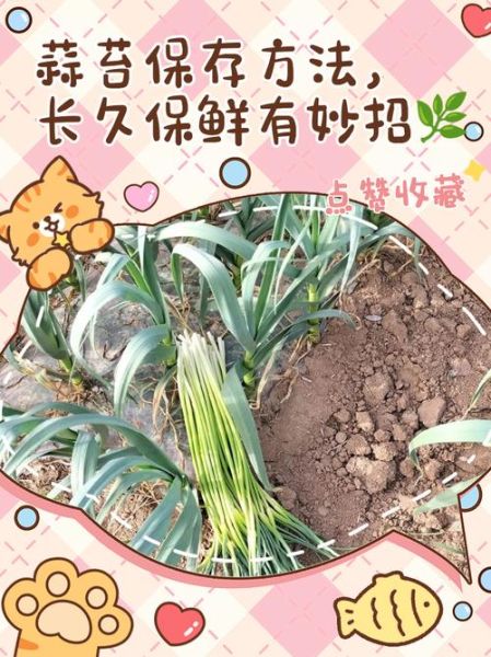蒜苔怎么处理_蒜苔怎么保存时间长-第1张图片-山城妙识 蒜苔怎么处理_蒜苔怎么保存时间长-第1张图片-山城妙识