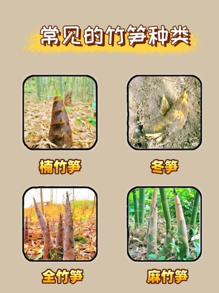 竹笋的种类有哪些_竹笋图片大全怎么区分-第1张图片-山城妙识 竹笋的种类有哪些_竹笋图片大全怎么区分-第1张图片-山城妙识