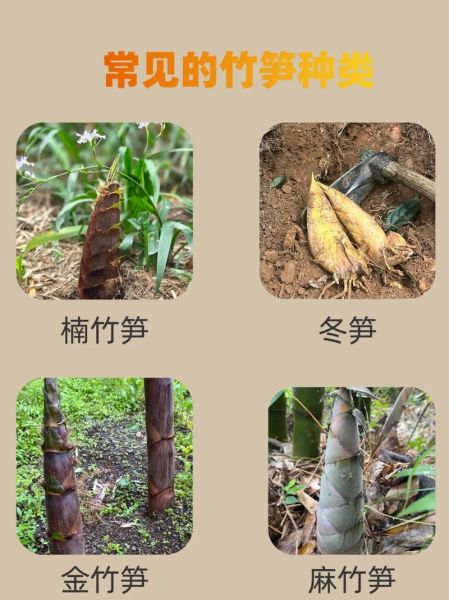 竹笋的种类有哪些_竹笋图片大全怎么区分-第2张图片-山城妙识 竹笋的种类有哪些_竹笋图片大全怎么区分-第2张图片-山城妙识
