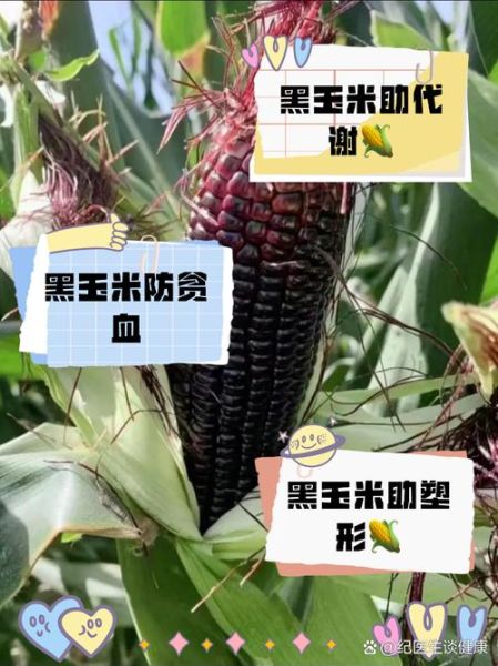黑玉米的功效与禁忌_哪些人不能吃黑玉米-第1张图片-山城妙识