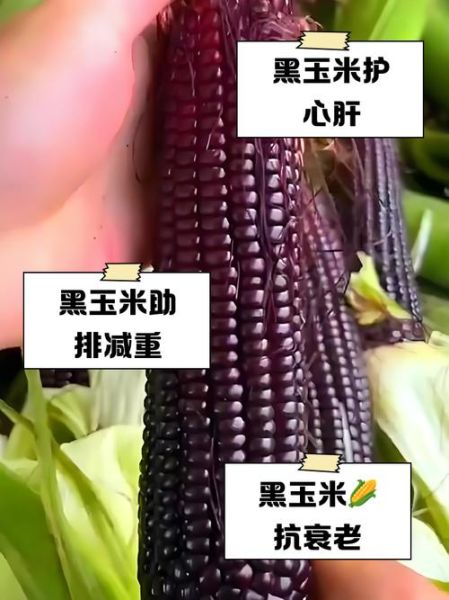黑玉米的功效与禁忌_哪些人不能吃黑玉米-第3张图片-山城妙识