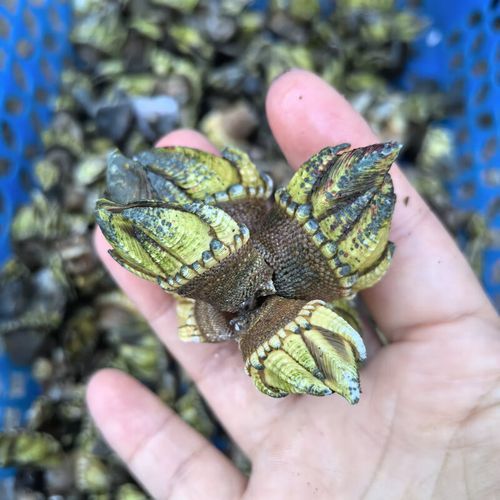 狗爪螺图片长什么样_狗爪螺和鹅颈藤壶区别-第1张图片-山城妙识