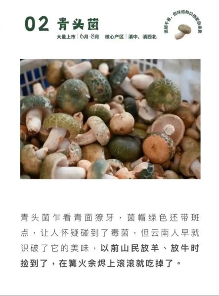 青头菌多少钱一斤_青头菌价格走势-第1张图片-山城妙识 青头菌多少钱一斤_青头菌价格走势-第1张图片-山城妙识
