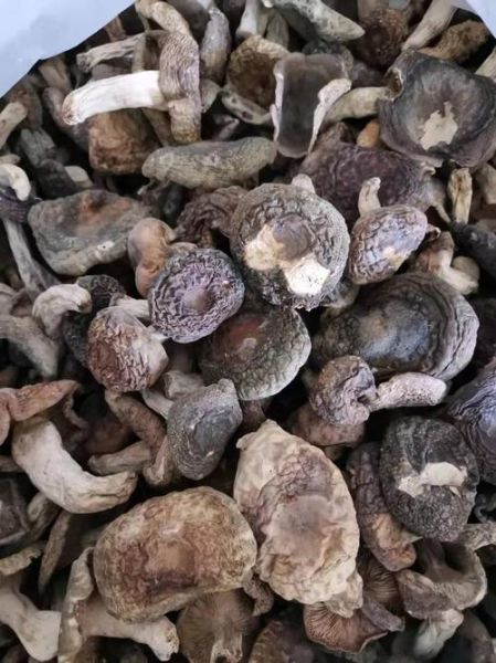 青头菌多少钱一斤_青头菌价格走势-第3张图片-山城妙识 青头菌多少钱一斤_青头菌价格走势-第3张图片-山城妙识