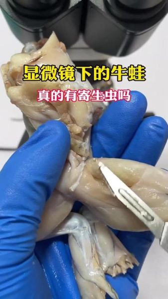 牛蛙有寄生虫吗_牛蛙寄生虫怎么彻底杀死-第1张图片-山城妙识