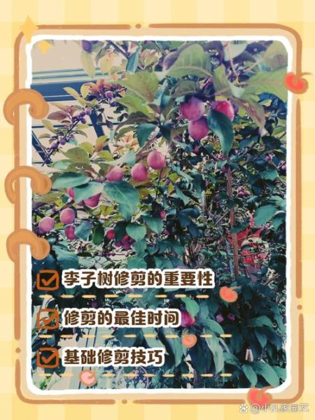李子树几年结果_李子树怎么修剪-第1张图片-山城妙识
