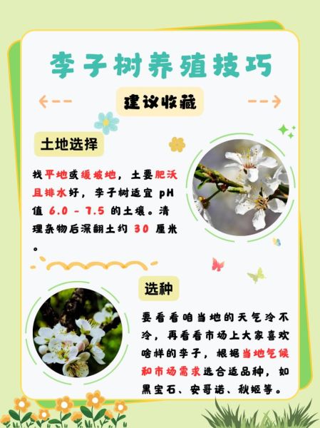 李子树几年结果_李子树怎么修剪-第3张图片-山城妙识