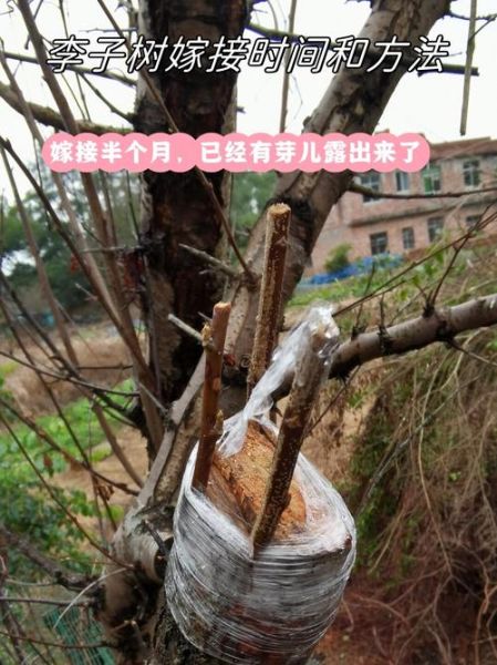 李子树几年结果_李子树怎么修剪-第2张图片-山城妙识