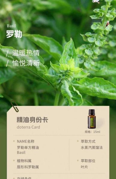 罗勒精油的功效与作用_罗勒精油怎么用效果最好-第3张图片-山城妙识 罗勒精油的功效与作用_罗勒精油怎么用效果最好-第3张图片-山城妙识