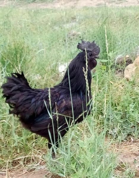 中国最好的黑鸡品种有哪些_黑鸡营养价值高吗-第2张图片-山城妙识