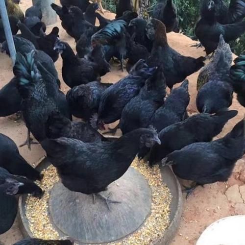 中国最好的黑鸡品种有哪些_黑鸡营养价值高吗-第3张图片-山城妙识