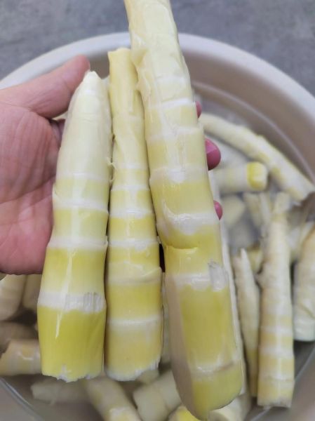 苦竹笋能吃吗_苦竹笋怎么做好吃-第3张图片-山城妙识