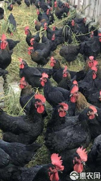 中国最好的黑鸡品种有哪些_黑鸡营养价值高吗-第1张图片-山城妙识