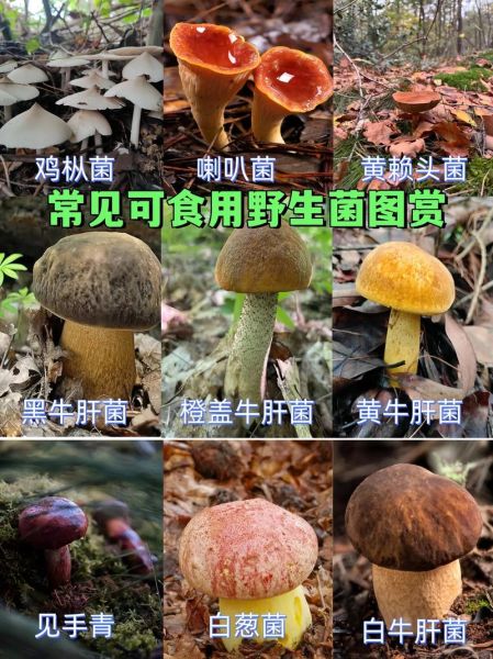 蘑菇怎么种植_蘑菇有哪些品种-第3张图片-山城妙识 蘑菇怎么种植_蘑菇有哪些品种-第3张图片-山城妙识