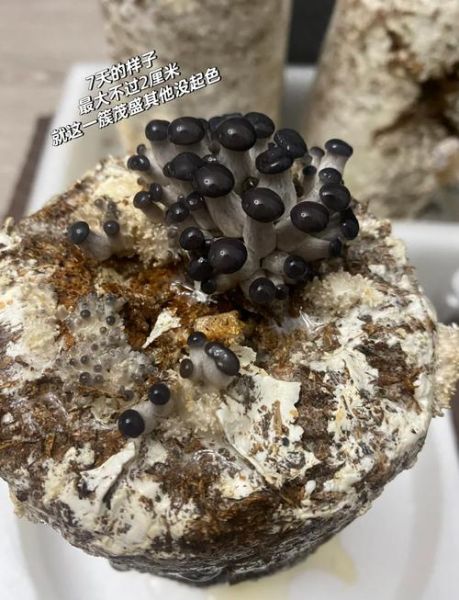 蘑菇怎么种植_蘑菇有哪些品种-第1张图片-山城妙识 蘑菇怎么种植_蘑菇有哪些品种-第1张图片-山城妙识