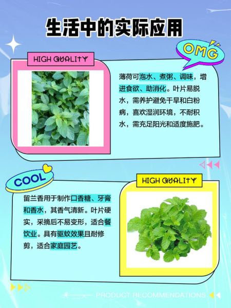 花叶薄荷和薄荷的区别_哪个更适合泡茶-第1张图片-山城妙识 花叶薄荷和薄荷的区别_哪个更适合泡茶-第1张图片-山城妙识