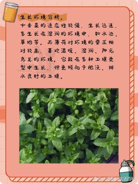 花叶薄荷和薄荷的区别_哪个更适合泡茶-第2张图片-山城妙识 花叶薄荷和薄荷的区别_哪个更适合泡茶-第2张图片-山城妙识