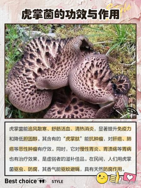 虎掌菌多少钱一斤_虎掌菌怎么吃最好-第2张图片-山城妙识 虎掌菌多少钱一斤_虎掌菌怎么吃最好-第2张图片-山城妙识