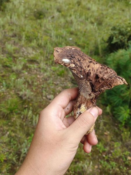 虎掌菌多少钱一斤_虎掌菌怎么吃最好-第3张图片-山城妙识 虎掌菌多少钱一斤_虎掌菌怎么吃最好-第3张图片-山城妙识