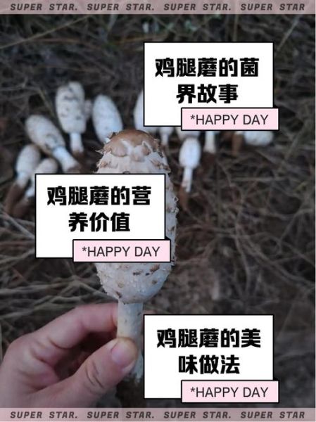 野生鸡腿菇长什么样_怎么辨别真假-第3张图片-山城妙识