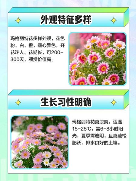 玛格丽特花品种有哪些_新手如何挑选-第2张图片-山城妙识