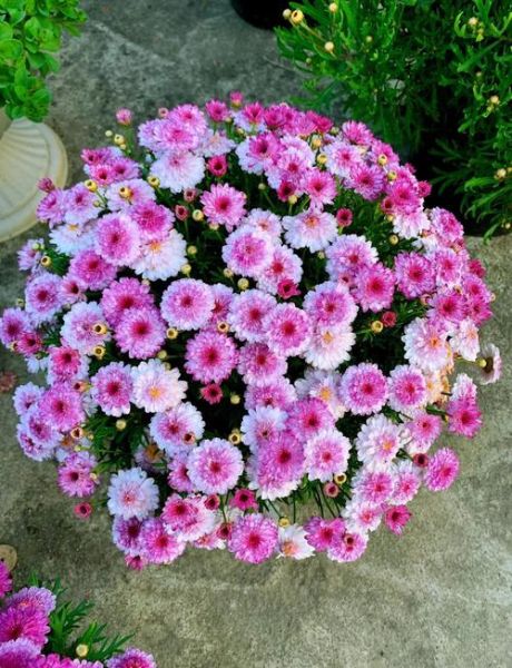 玛格丽特花品种有哪些_新手如何挑选-第1张图片-山城妙识