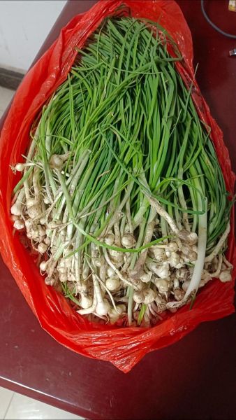 野葱怎么做好吃_野葱的家常做法大全-第3张图片-山城妙识 野葱怎么做好吃_野葱的家常做法大全-第3张图片-山城妙识