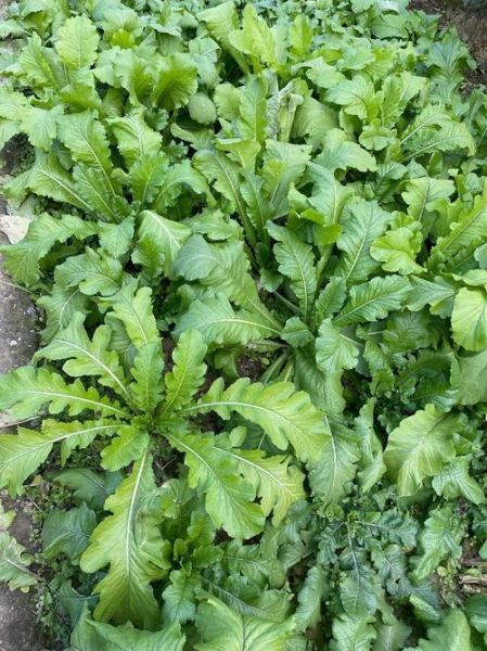 绿色蔬菜图片大全大图_有哪些种类-第2张图片-山城妙识