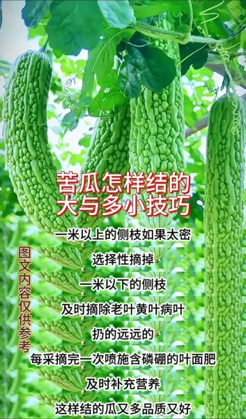 苦瓜怎么做能不苦_苦瓜去苦小窍门-第3张图片-山城妙识 苦瓜怎么做能不苦_苦瓜去苦小窍门-第3张图片-山城妙识