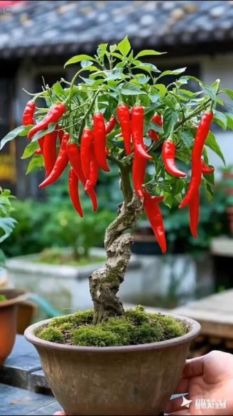 辣椒树长什么样_辣椒树图片真实吗-第1张图片-山城妙识
