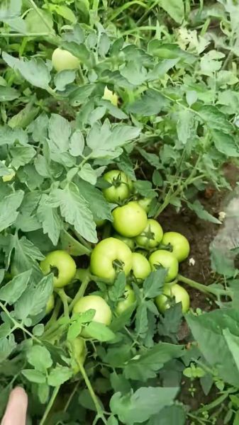 绿色蔬菜图片大全大图_有哪些种类-第3张图片-山城妙识