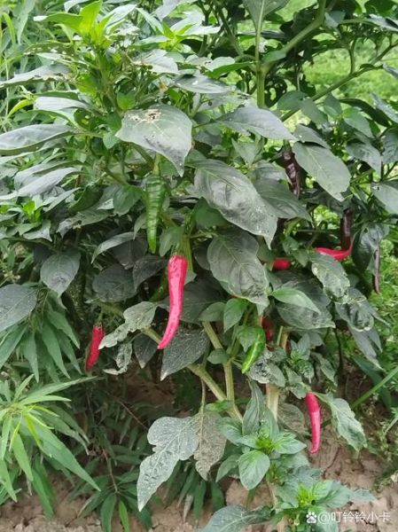 辣椒树长什么样_辣椒树图片真实吗-第3张图片-山城妙识