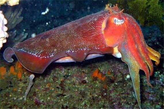 大王鱿鱼vs抹香鲸_谁才是真正的深海霸主-第3张图片-山城妙识