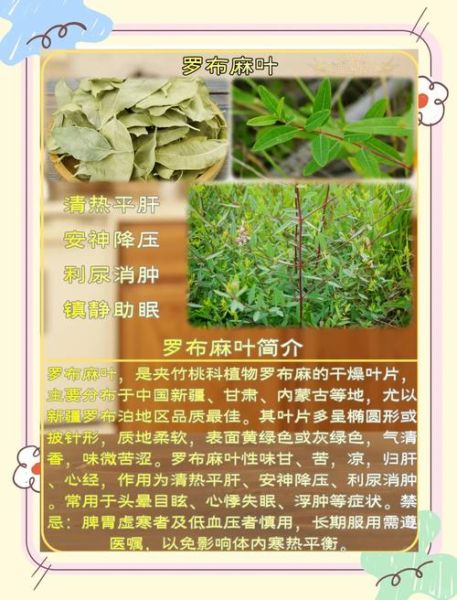 罗布麻叶的功效与作用_罗布麻叶的禁忌有哪些-第1张图片-山城妙识