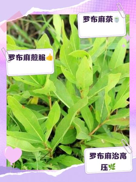 罗布麻叶的功效与作用_罗布麻叶的禁忌有哪些-第2张图片-山城妙识