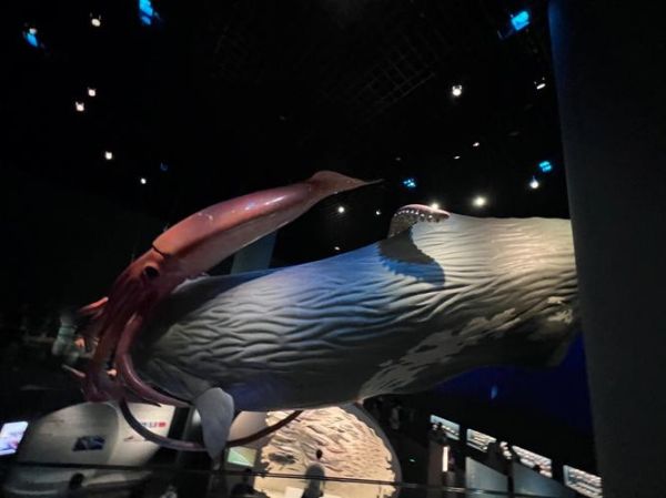 大王鱿鱼vs抹香鲸_谁才是真正的深海霸主-第1张图片-山城妙识