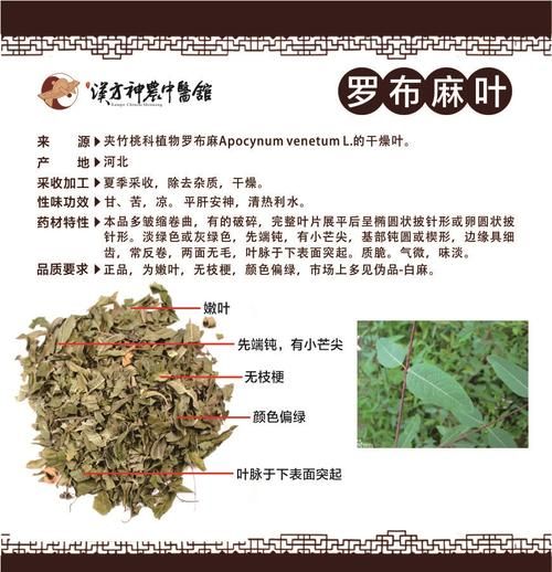 罗布麻叶的功效与作用_罗布麻叶的禁忌有哪些-第3张图片-山城妙识