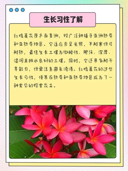 红鸡蛋花怎么养_红鸡蛋花有毒吗-第1张图片-山城妙识