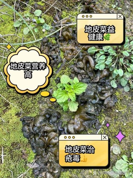 地皮菜的功效与作用_地皮菜怎么吃最好-第2张图片-山城妙识