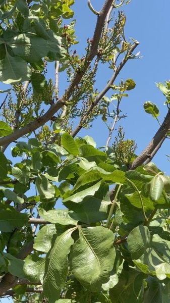 开心果树叶子长什么样_开心果树叶子图片大全-第1张图片-山城妙识